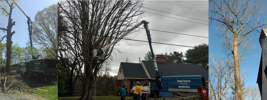 Tree Service | Tree Removal | Stump Removal | Lynchburg
