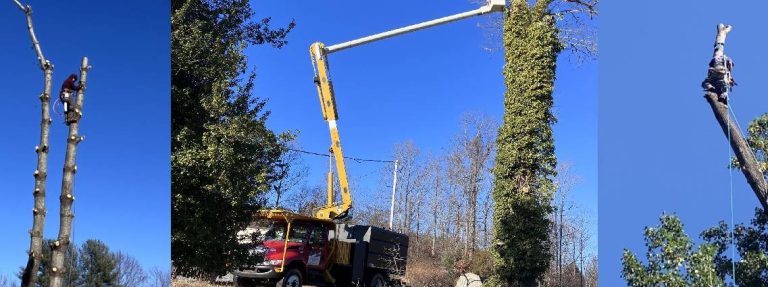 Tree Service | Tree Removal | Lynchburg VA – Viewpoint Tree Service is ...